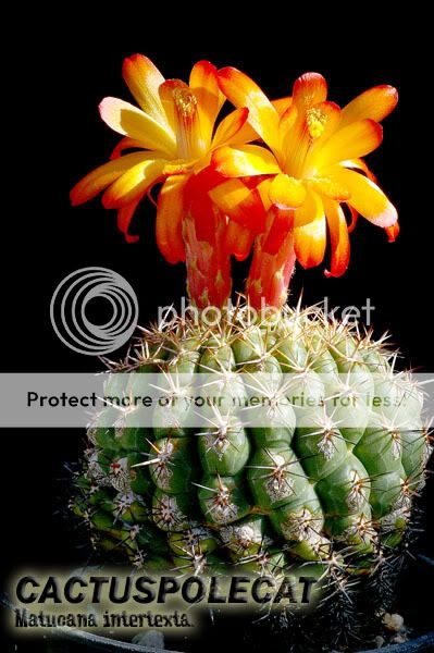 Matucana intertexta on display - CactiGuide.com