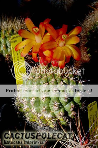 Matucana intertexta on display - CactiGuide.com