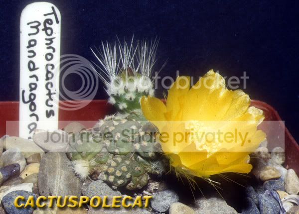 Opuntias and Tephro's for Bill, (but you can look too) - CactiGuide.com