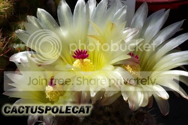 Rutilans and a noid. - CactiGuide.com