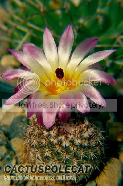 Parodia _Notocactus rutilans and friend - CactiGuide.com