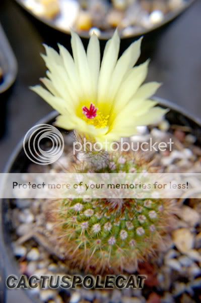 Parodia _Notocactus rutilans and friend - CactiGuide.com