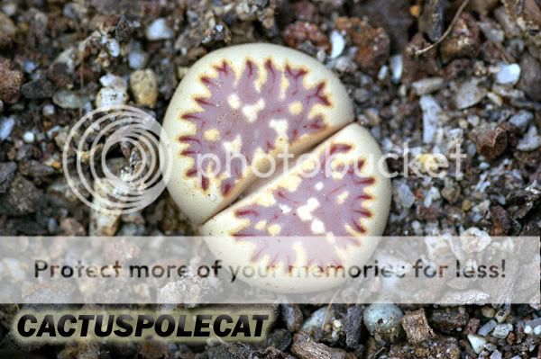 Lithops fulleri?? - CactiGuide.com