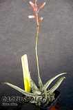 Aloe alba? - CactiGuide.com