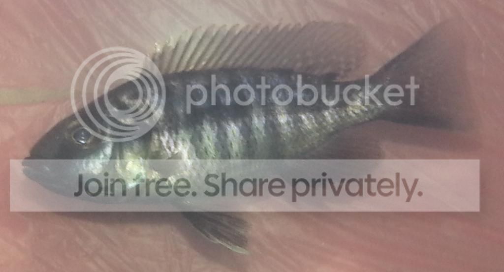 Help ID this cichlid | Cichlid Fish Forum