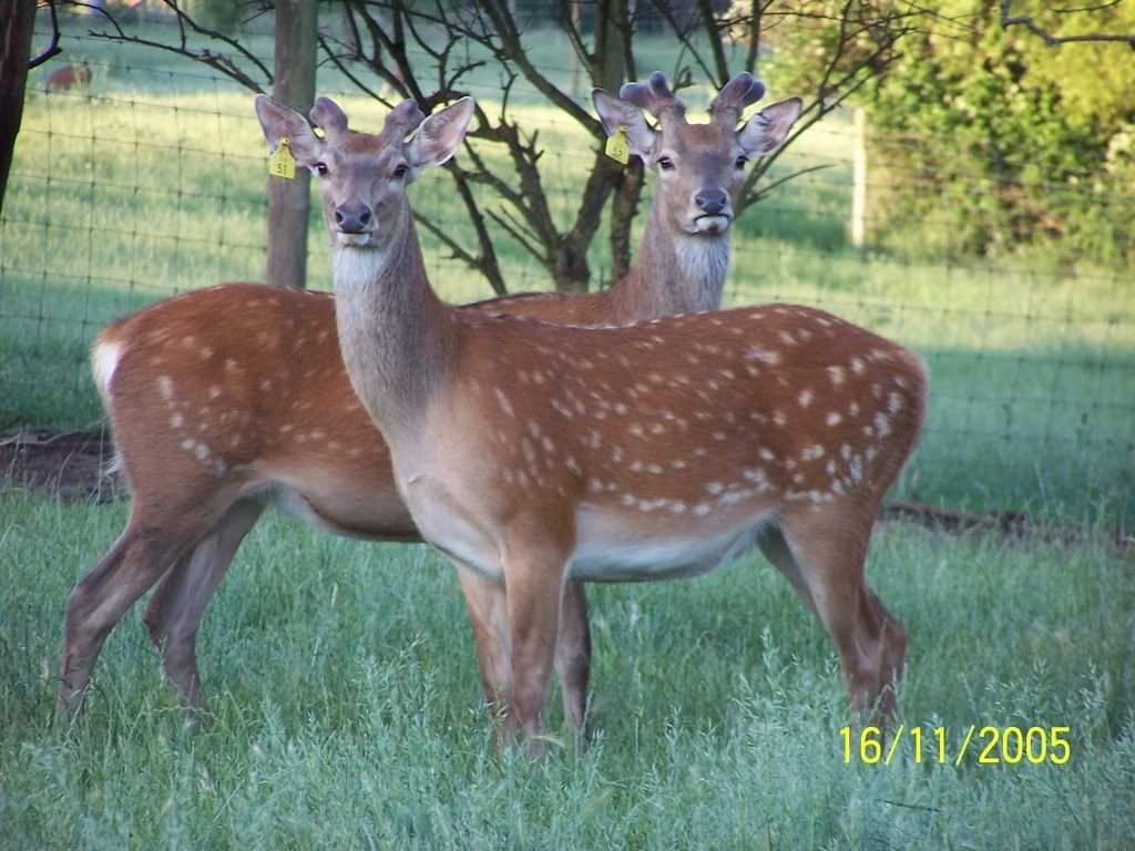 Red/Sika Hybrid | The Stalking Directory