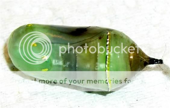 Brown Spots on Chrysalis