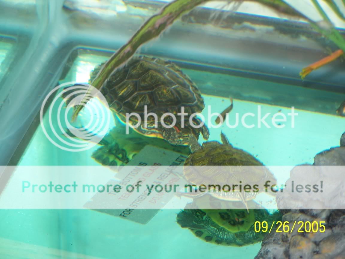 Redearslider.com :: View topic - My turtle does a weird quick "fanning ...