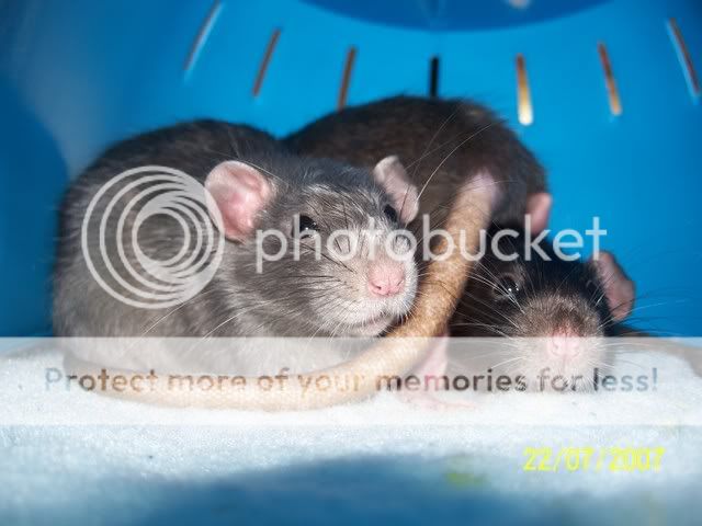 Dumbo Rats For Sale | Reptile Forums